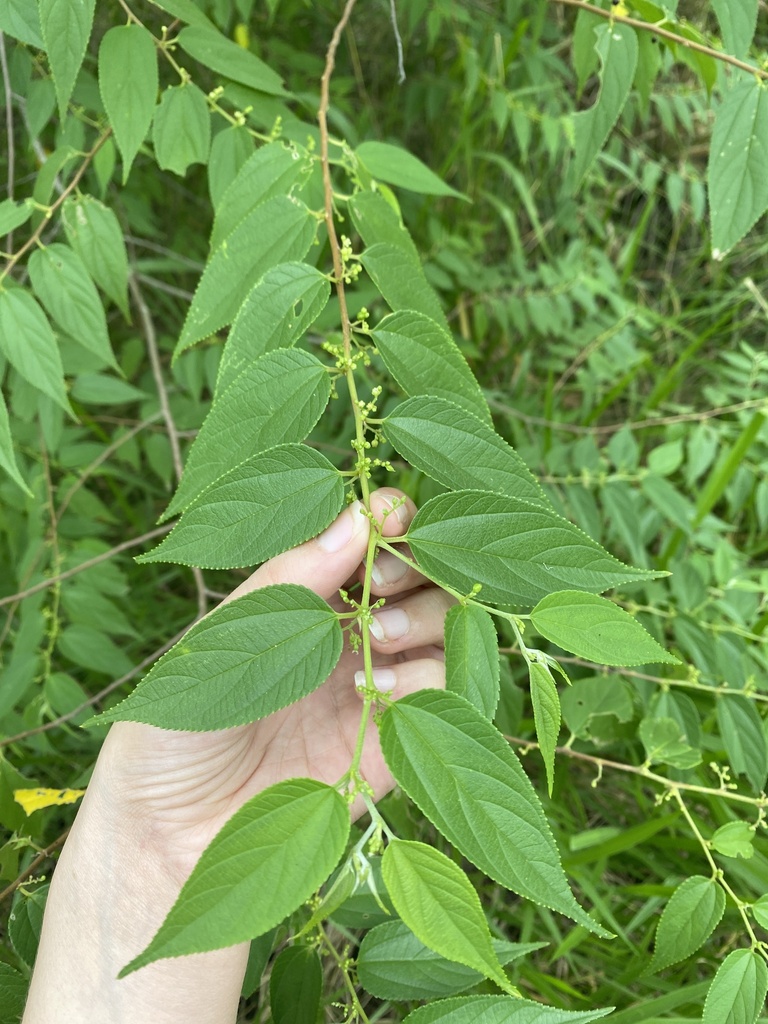 Nettle Tree from Settler Way, Karalee, QLD, AU on March 16, 2024 at 02: ...