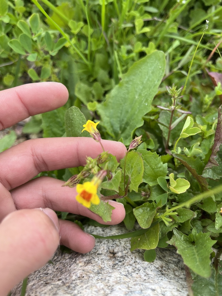 shy monkeyflower from E Speedway Blvd, Tucson, AZ, US on March 15, 2024 ...