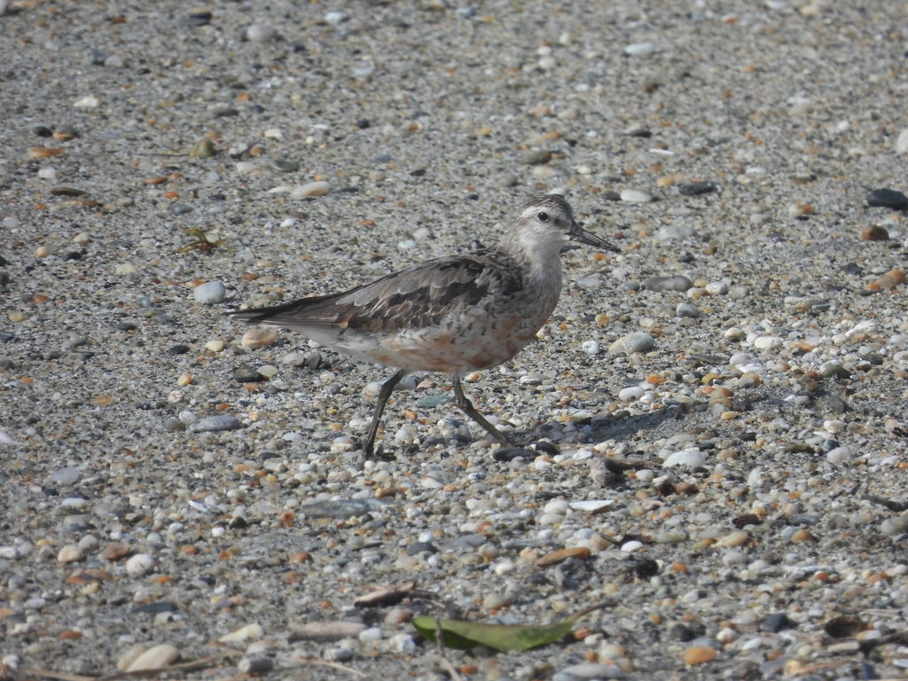 Red Knot from Westland, NZ-WC, NZ on October 30, 2022 at 05:00 PM by ...
