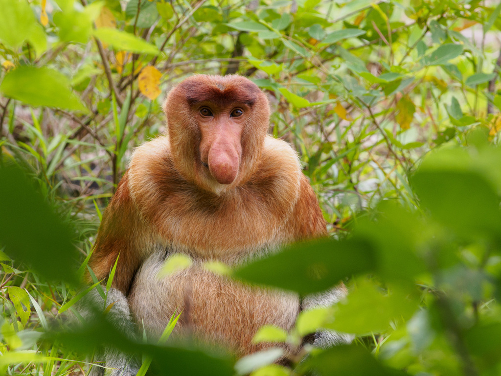 Proboscis Monkey in March 2017 by Marek Stefunko · iNaturalist