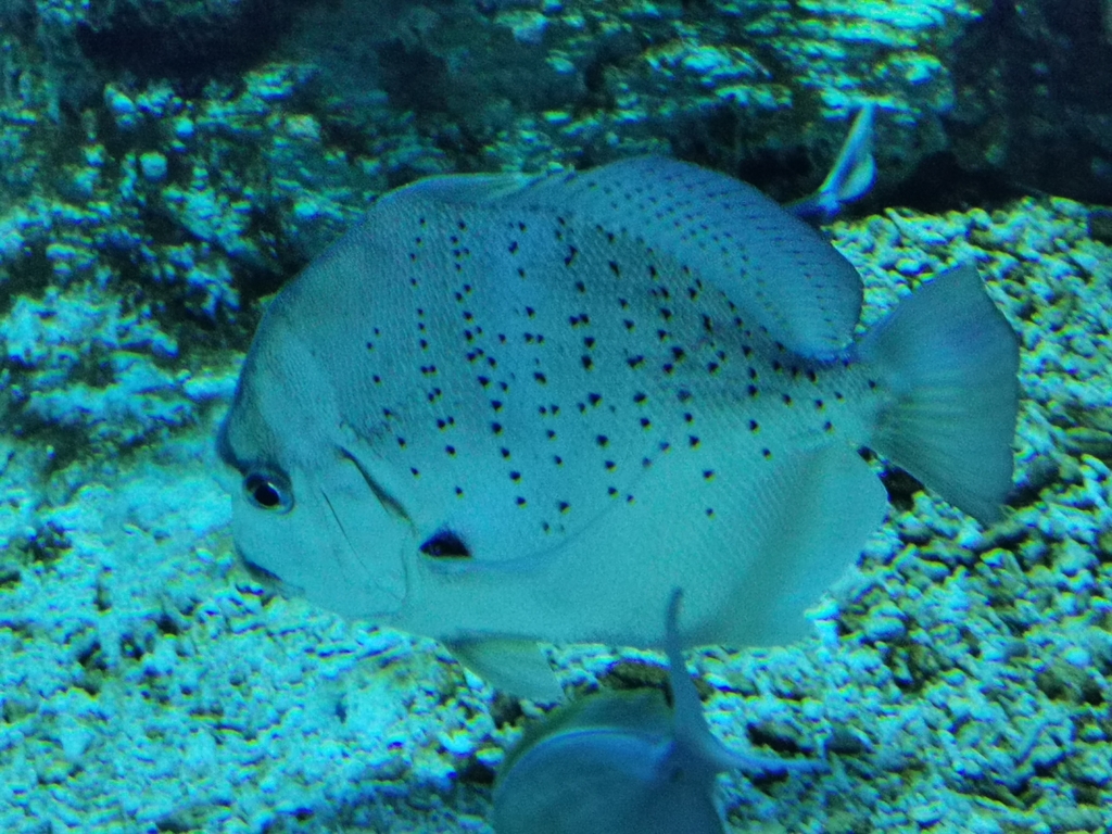 Spotted Sicklefish from PP7H+RCQ, Pondok Jaya, Pondok Aren, South ...