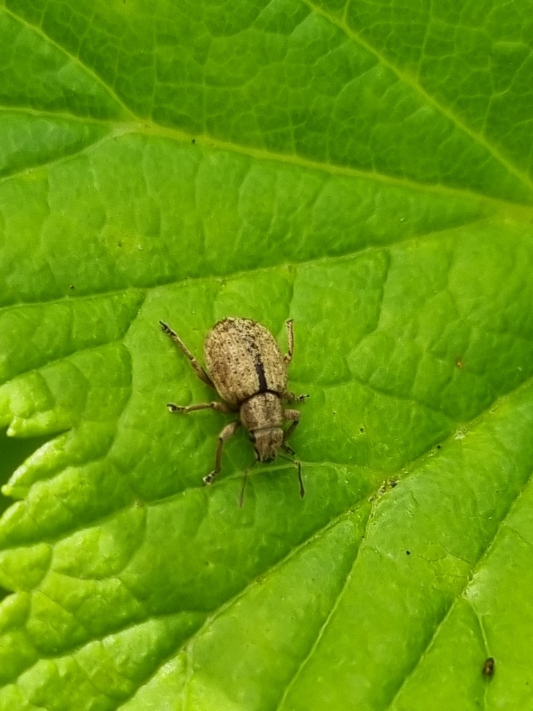 Nut Leaf Weevil from 9550 Mariager, Danmark on August 13, 2023 at 05:41 ...