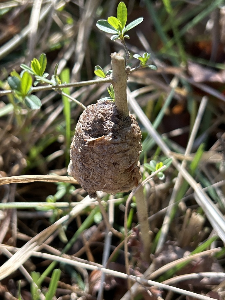 Chinese Mantis from Ginkgo Trl, Louisville, KY, US on March 16, 2024 at ...