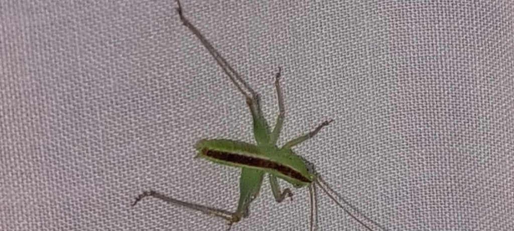 Long-tailed Meadow Katydid from Albert Luthuli Local Municipality ...