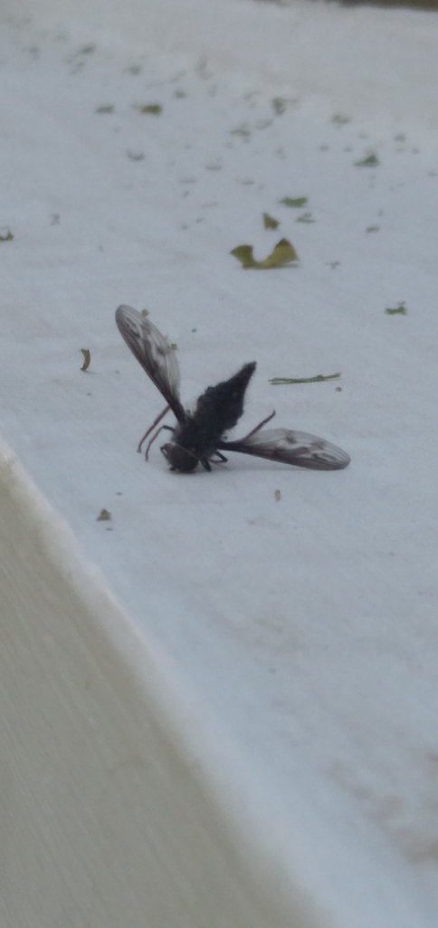 Winged and Once-winged Insects from Tiquipaya, Bolivia on 16 March ...