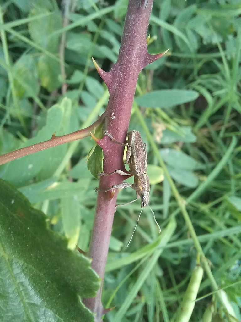 South American Fruit Tree Weevil from Coinco, O'Higgins, Chile on ...
