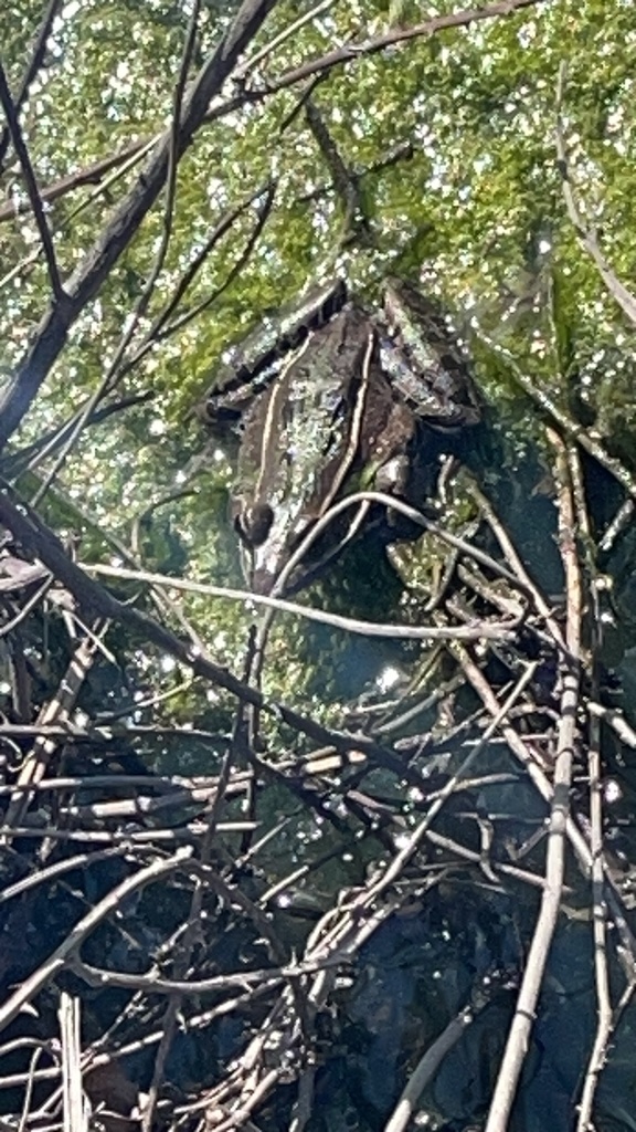 Southern Leopard Frog from Edenton, NC, US on March 16, 2024 at 12:31 ...