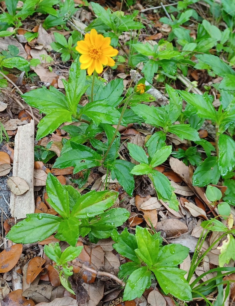 trailing daisy from White City, FL, USA on March 16, 2024 at 09:54 AM ...