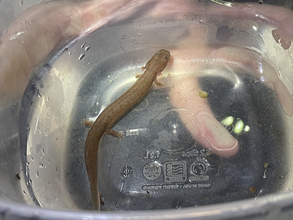 Blue Ridge Spring Salamander in March 2024 by Jedda. Pedomorphic ...