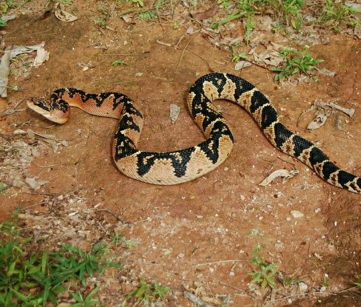 South American Bushmaster in March 2024 by Sanjay Veiga. Primeira ...