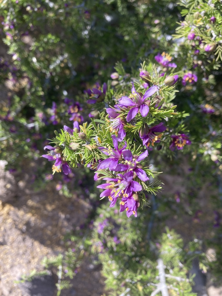 Texas lignum-vitae from Big Bend Ranch State Park, Presidio, TX, US on ...