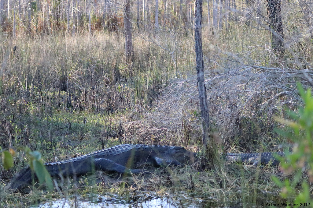American Alligator from MM63-North, Big Cypress National Preserve, FL ...