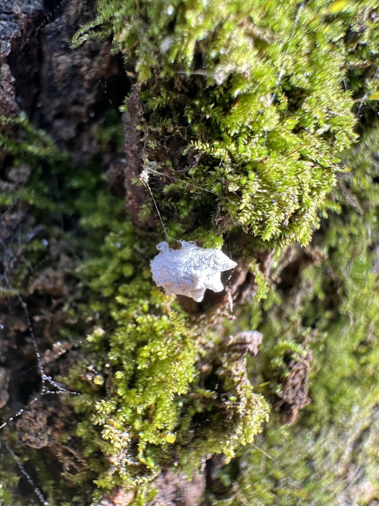 Planthopper Parasite Moth from Shelby Farms Park, Memphis, TN, US on ...