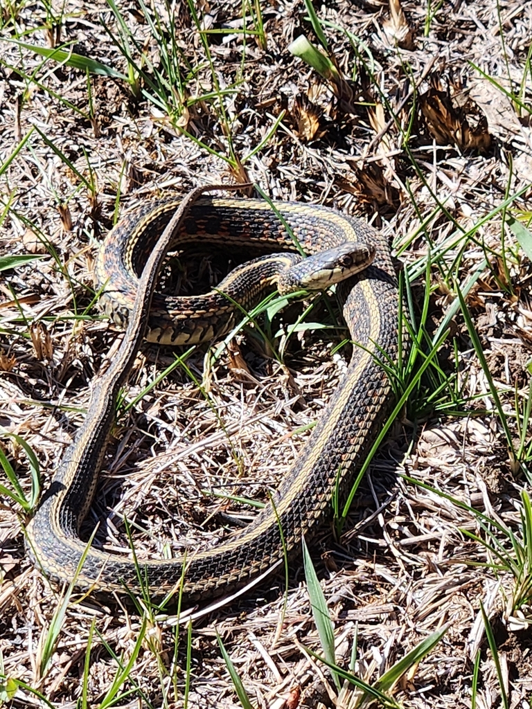 Red-sided Garter Snake from Barada, NE, USA on March 16, 2024 at 01:04 ...
