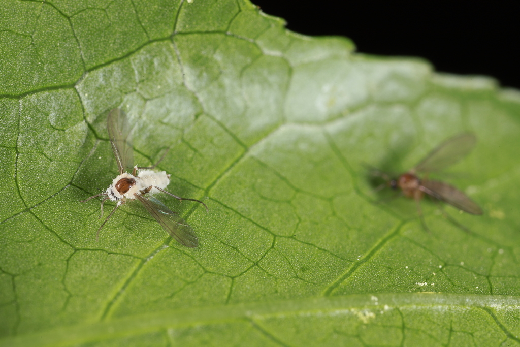 Gnats In Florida