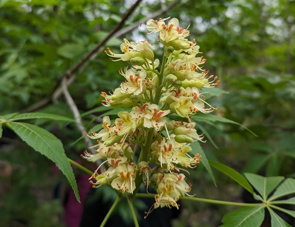 Ohio buckeye from P7G2+FG, Dallas, TX 75215, USA on March 16, 2024 at ...