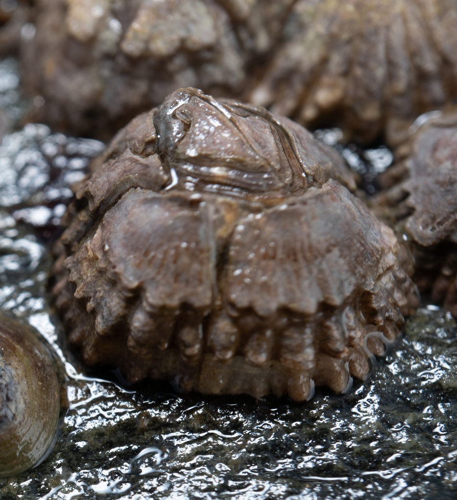 Northern Acorn Barnacle from Saint Andrews, NB, Canada on 16 March ...