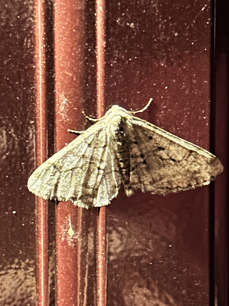 Half-wing Moth from Rock Ridge Rd, Morgantown, PA, US on March 12, 2024 ...