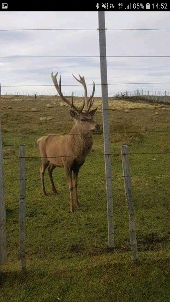 Red Deer from Porvenir, Región de Magallanes y de la Antártica Chilena ...