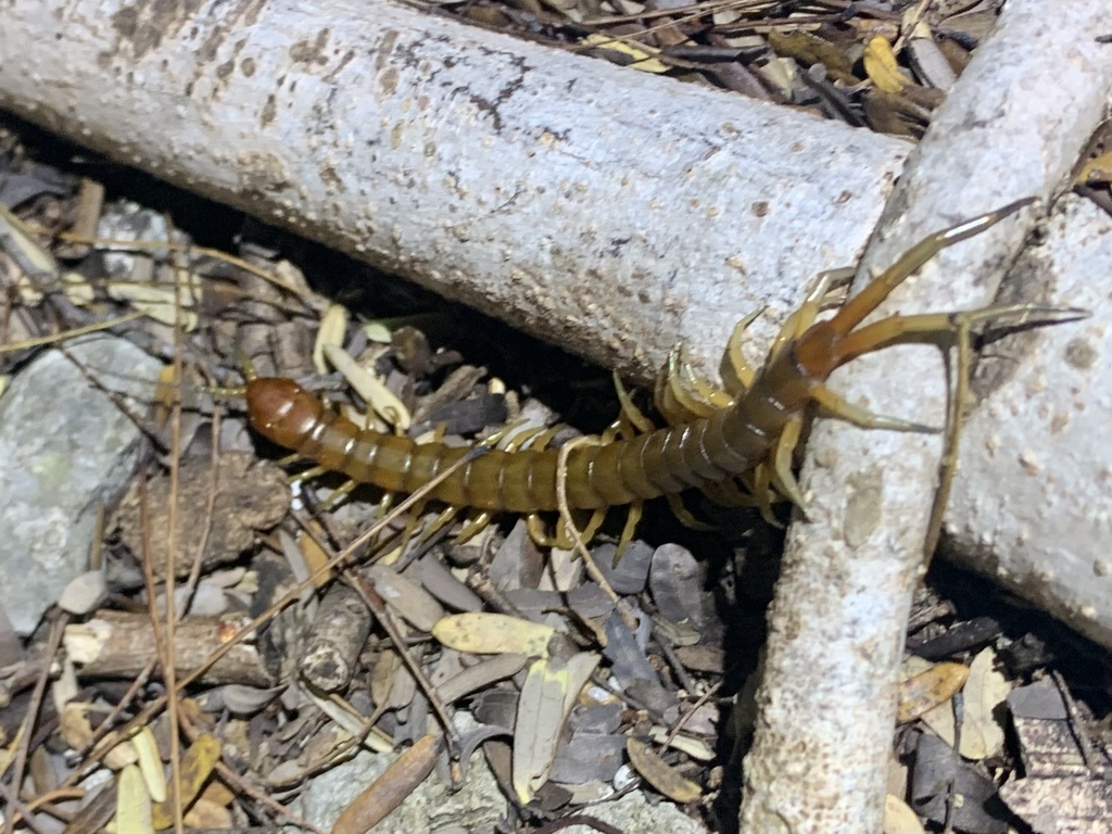 Caribbean Giant Centipede in March 2024 by William Phillips · iNaturalist