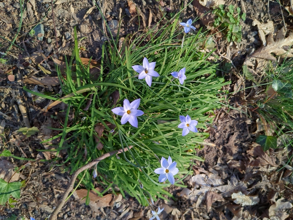 Spring starflower from GGQ8+CP9 Dell Meadow, Byrd Park, Richmond, VA ...