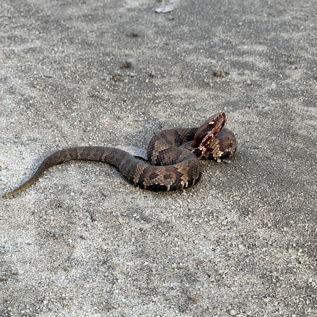 Northern Cottonmouth from Lee State Park, Bishopville, SC, US on March ...