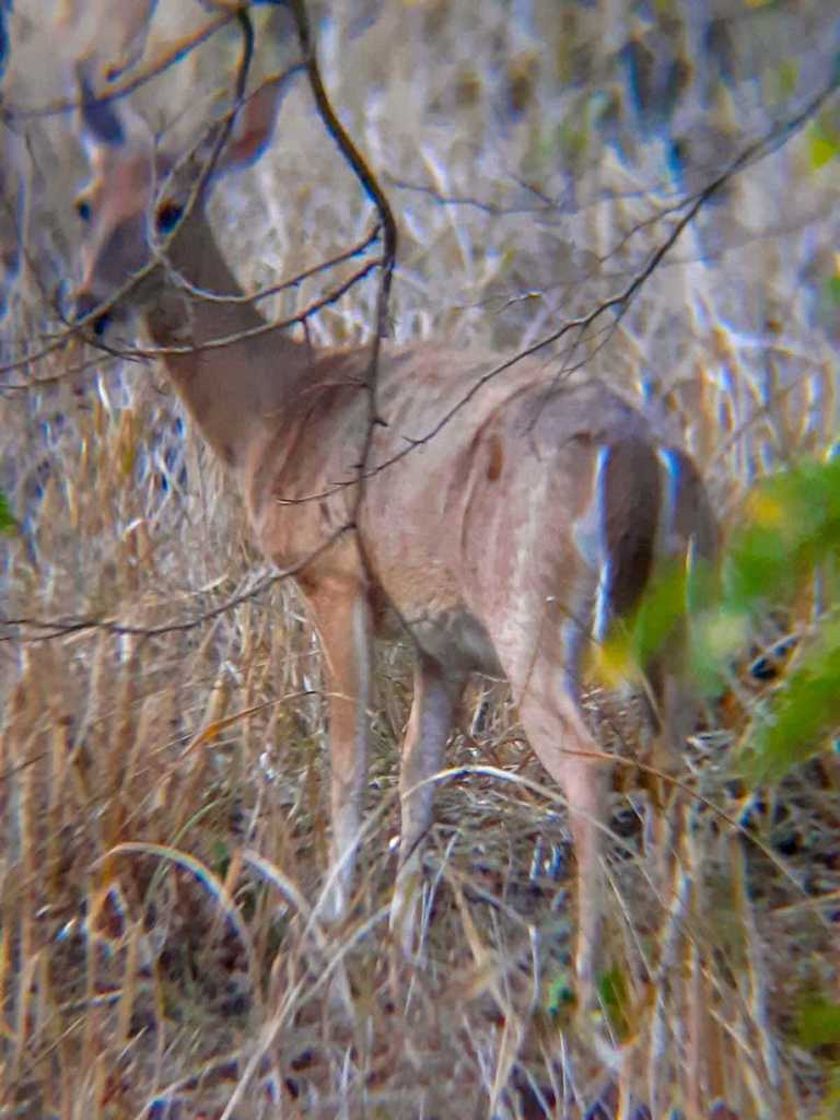 White-tailed Deer from Unnamed Road, Culebra, 00775, Puerto Rico on ...