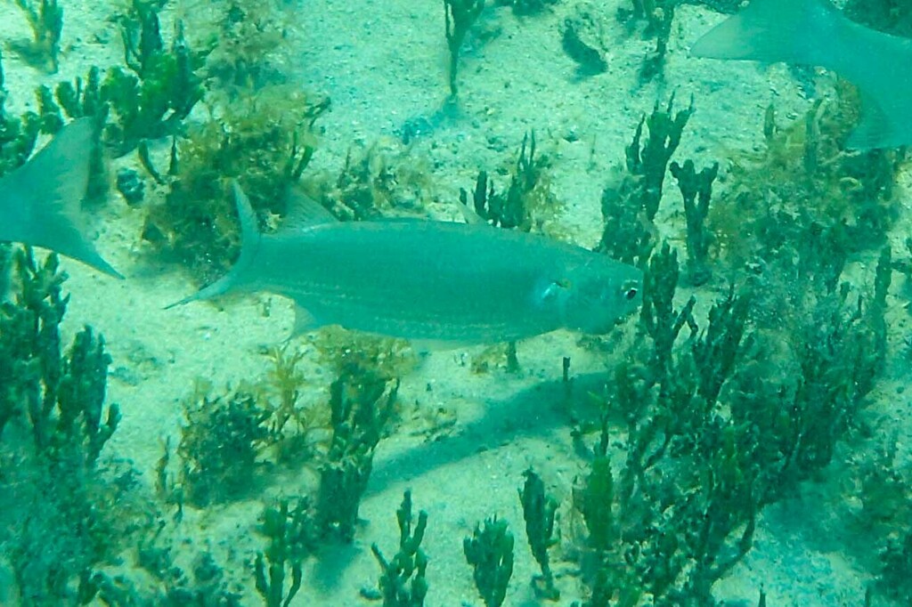 Sand Mullet from Emily Bay, Kingston 2899, Norfolk Island on March 12 ...