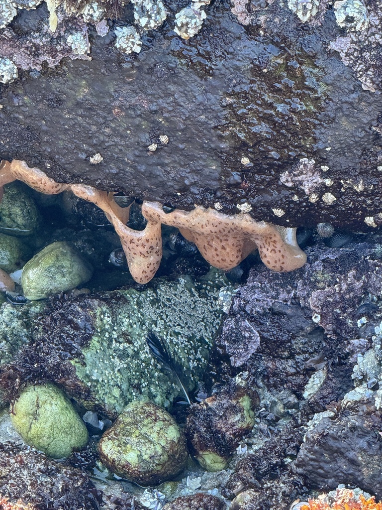 Sea Pork from North Pacific Ocean, Pacific Grove, CA, US on March 16 ...