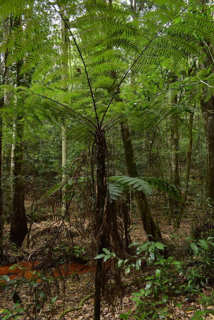 Prickly Tree Fern from Cataract NSW 2560, Australia on March 16, 2024 ...