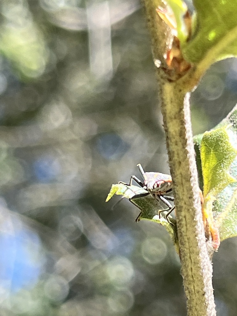 Western Boxelder Bug from Little Saigon, San Jose, CA, US on March 16 ...
