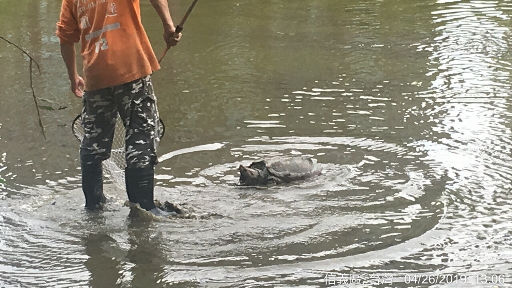Alligator Snapping Turtle in April 2019 by Tamaco Lin · iNaturalist