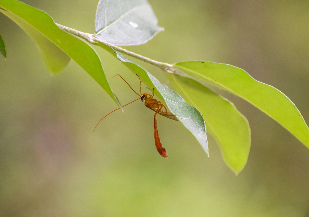 Netelia producta from Brisbane QLD, Australia on March 17, 2024 at 09: ...