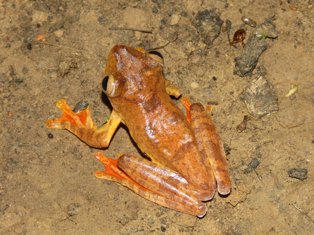 Harlequin Tree Frog from Kinabatangan, Sabah, Malaysia on February 24 ...