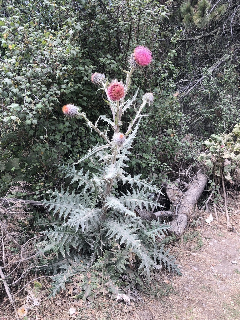 red thistle from Parque Nacional Volcán Nevado de Colima, San Gabriel ...