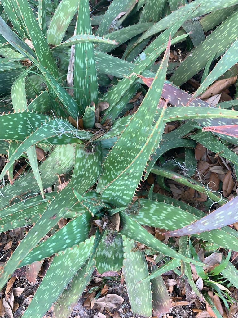 soap aloe from Grassy Pond, Lake Park, GA, US on April 12, 2019 at 05: ...