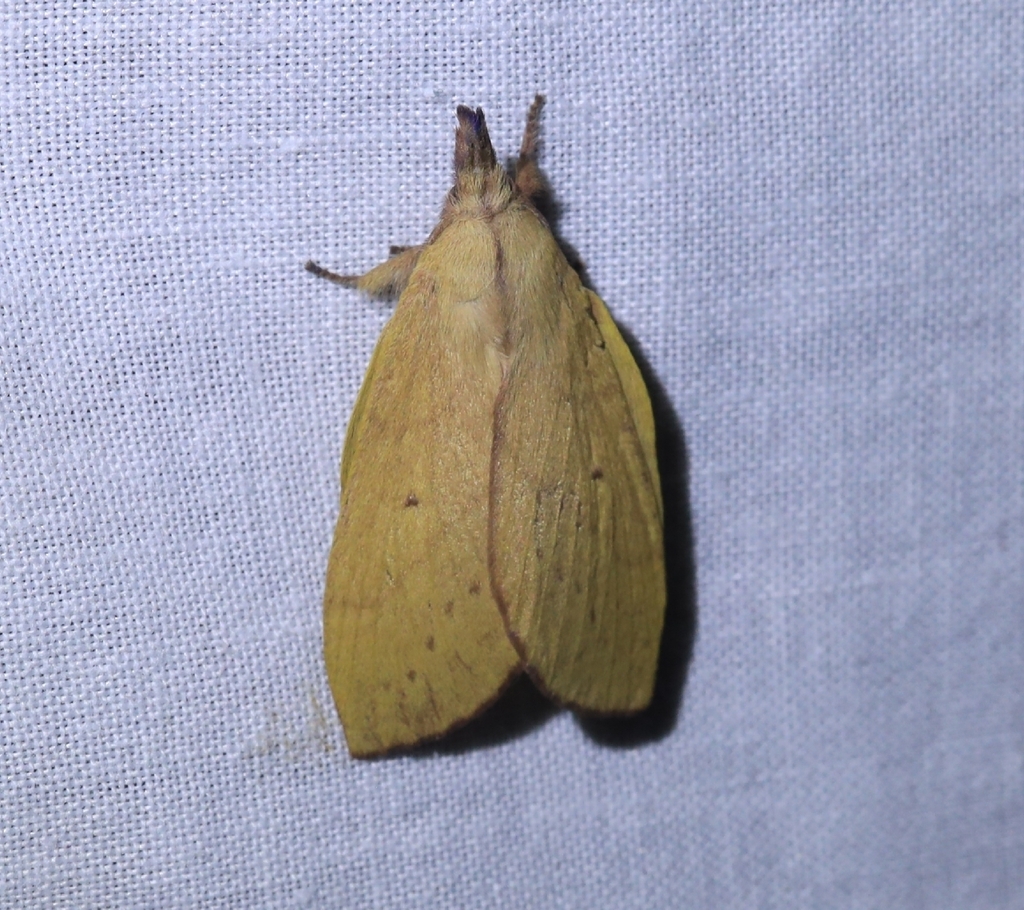 wattle snout moth from Little River VIC 3211, Australia on March 16 ...