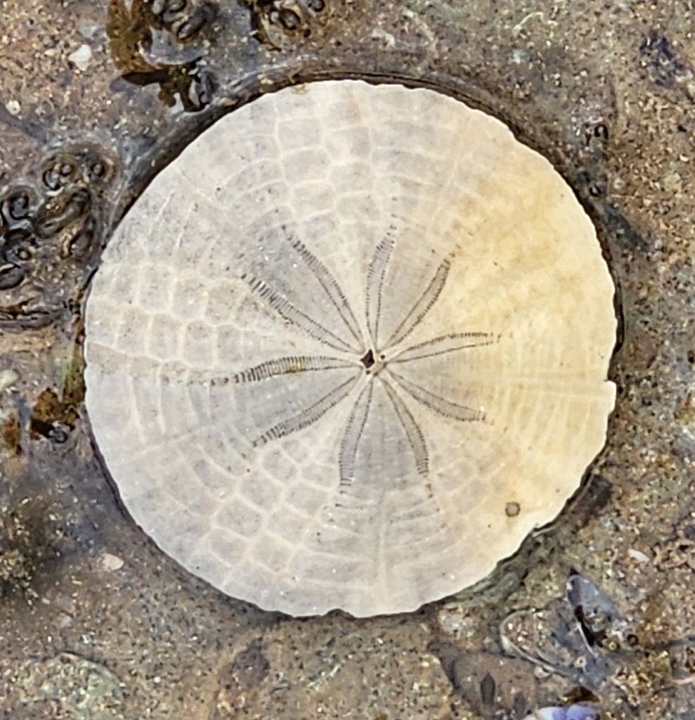 Arachnoides tenuis from Sutherland St After Taplin St, Port Hedland WA ...