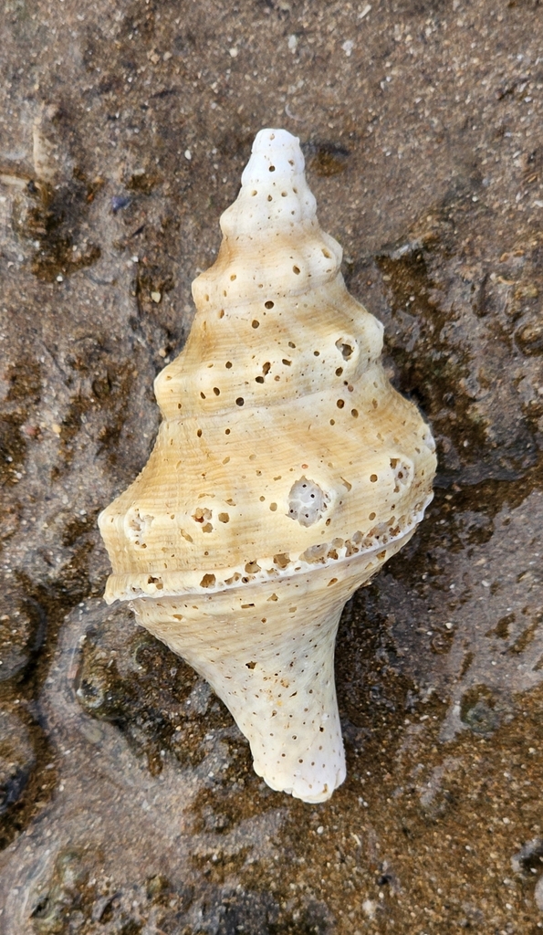 Australian Trumpet from Port Hedland WA 6721, Australia on March 17 ...