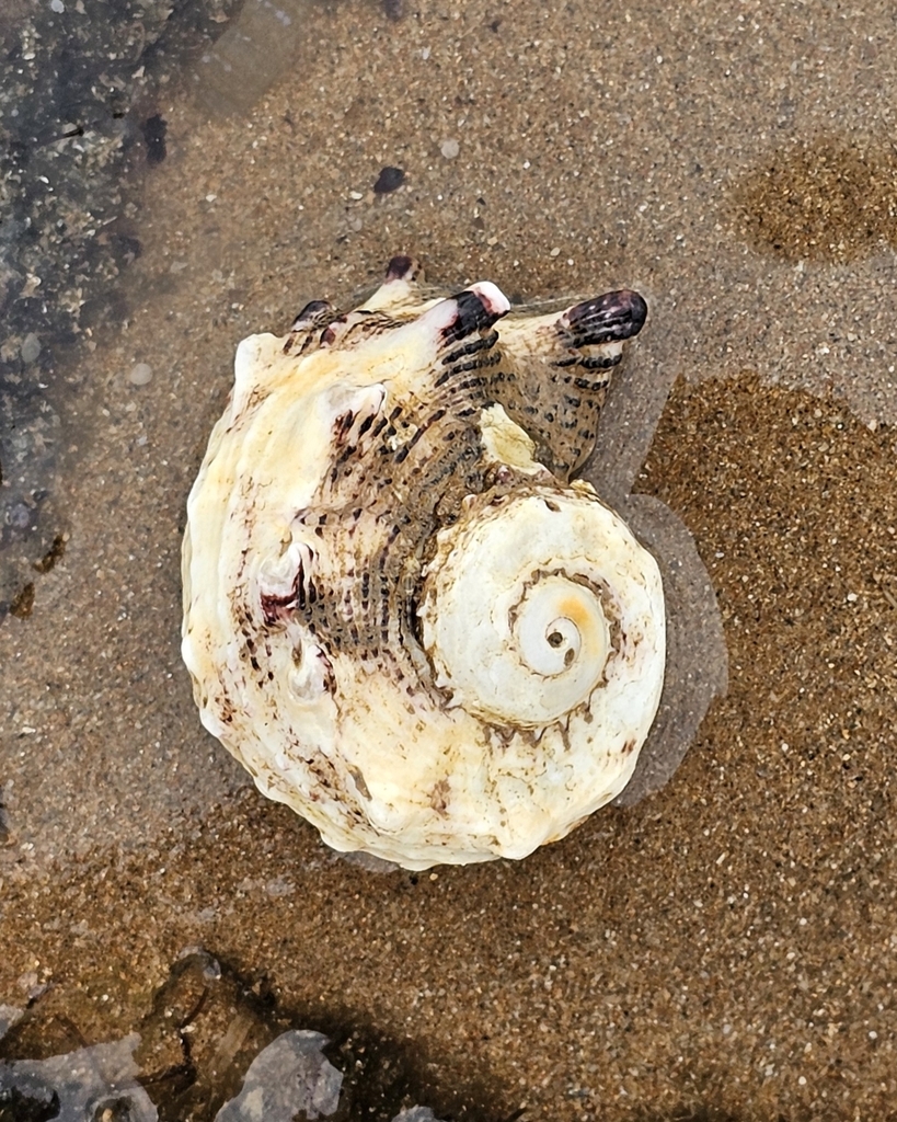 Lacinate Dolphin Shell from Port Hedland WA 6721, Australia on March 17 ...