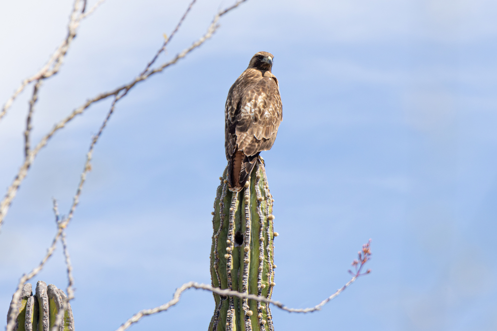 Red-tailed Hawk from La Paz, BCS, Mexico on March 6, 2024 at 11:10 AM ...