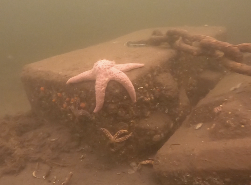 Giant Pink Sea Star from North Coast, BC, Canada on March 16, 2024 at ...