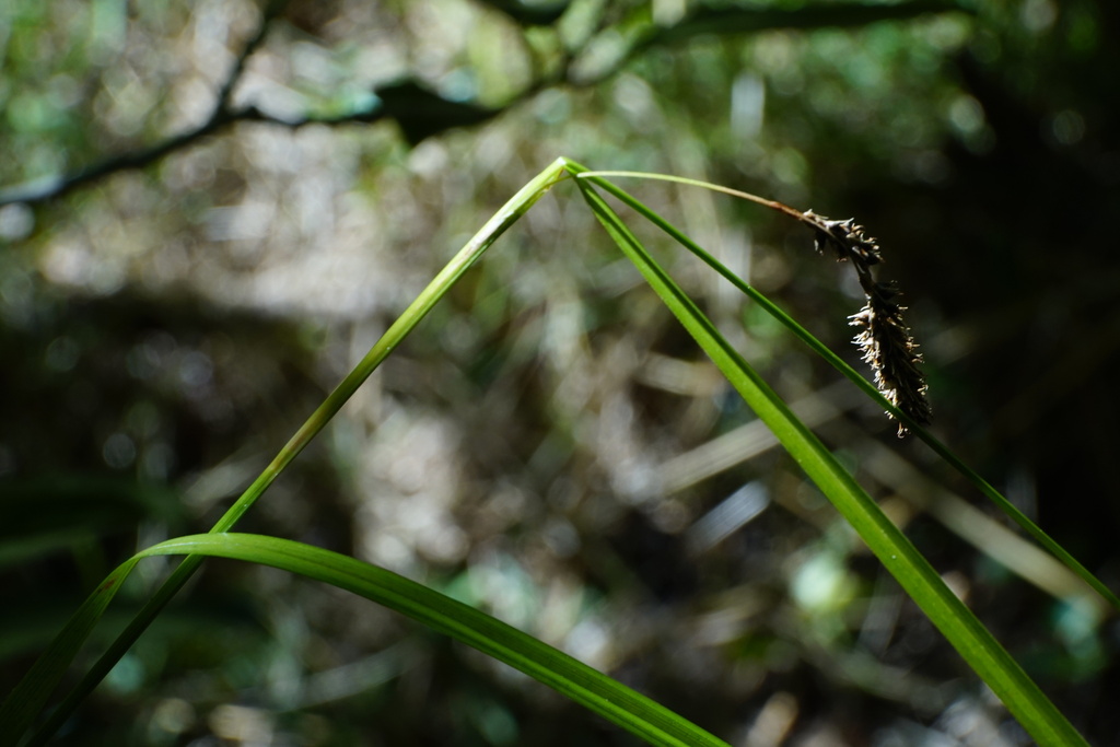 New Zealand forest sedge from Marlborough District, Marlborough, New ...