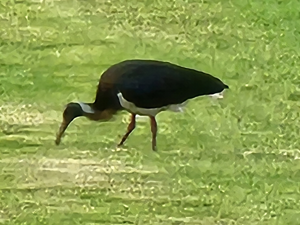 Straw-necked Ibis from Mcgregor St After Condon St, Port Hedland WA ...