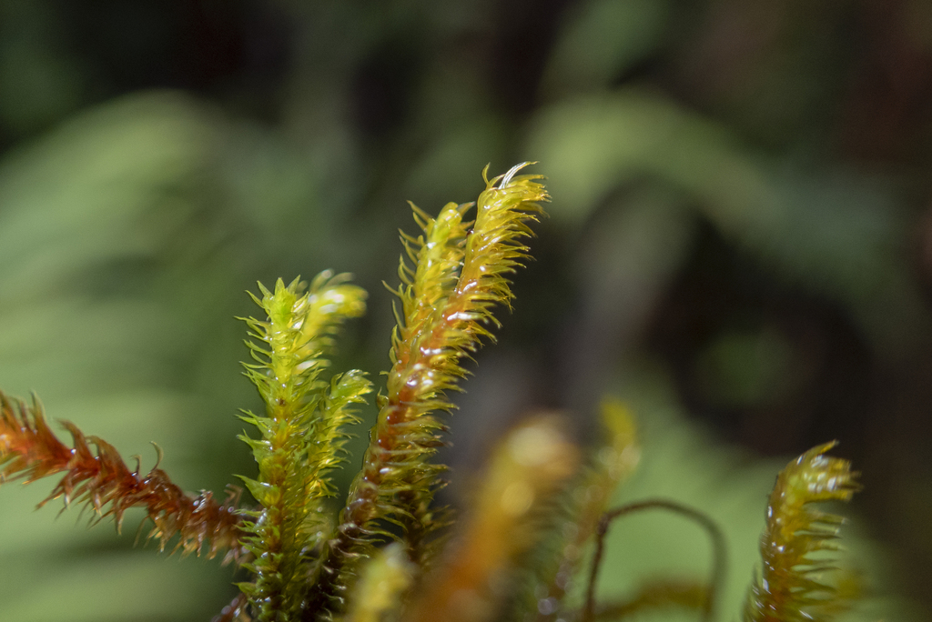Bent Scissor-leaved Liverwort (Herbertus aduncus) - Botanical Realm