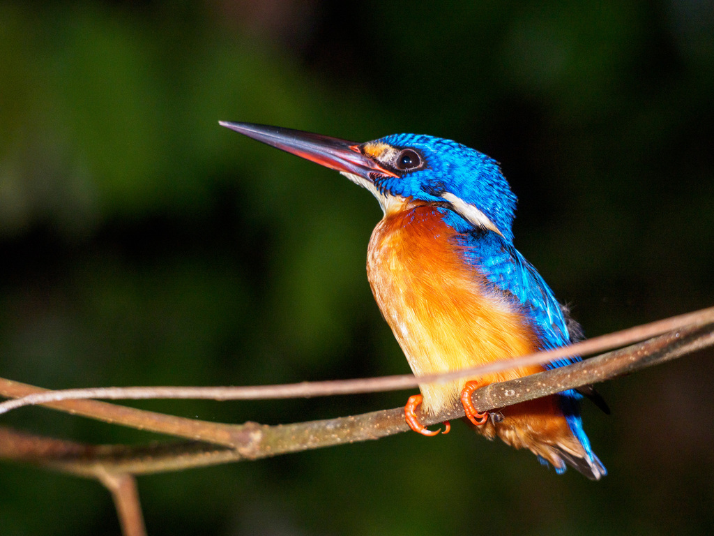 Blue-eared Kingfisher from Kinabatangan, Sabah, Malaysia on February 22 ...