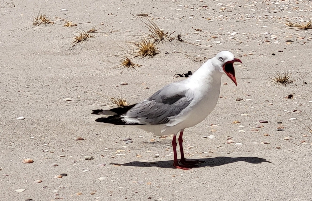 Silver Gull from Auckland 0991, Nouvelle-Zélande on February 4, 2024 at 01:26 PM by Vincent ...