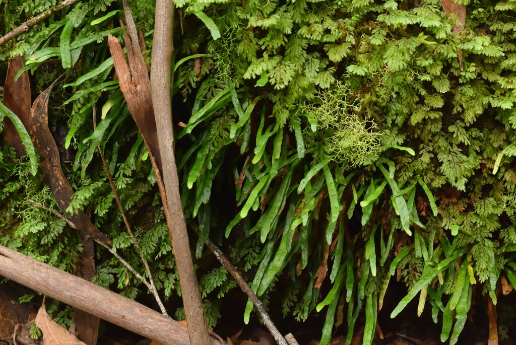 Narrow-leaf Finger Fern in March 2024 by Tony Rodd · iNaturalist