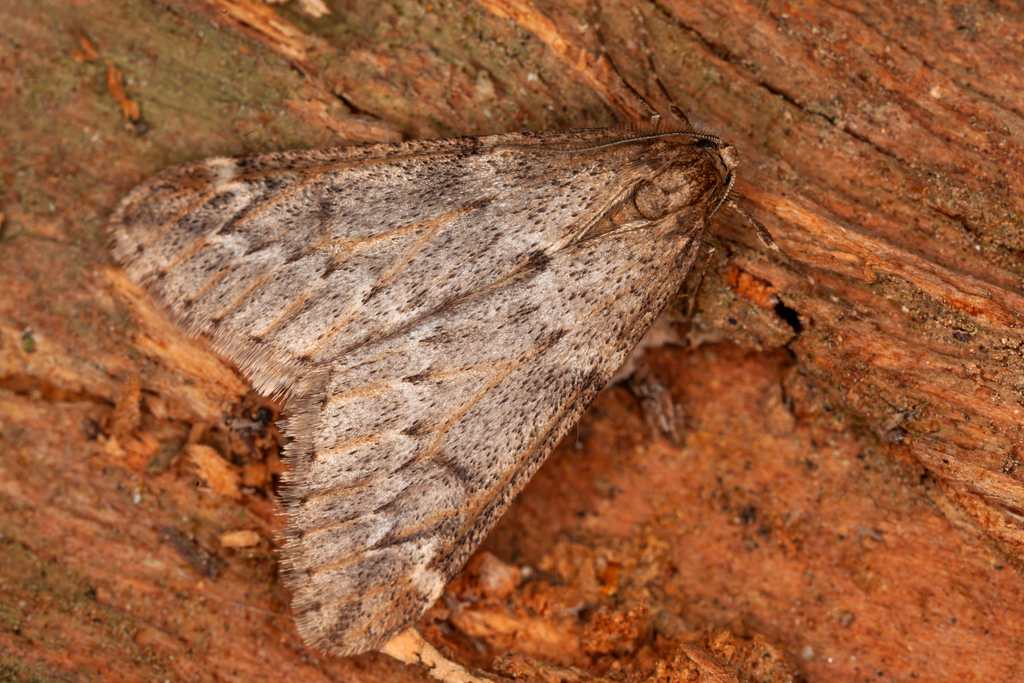 March Moth from 94369 Rain, Deutschland on March 15, 2024 at 08:34 AM ...