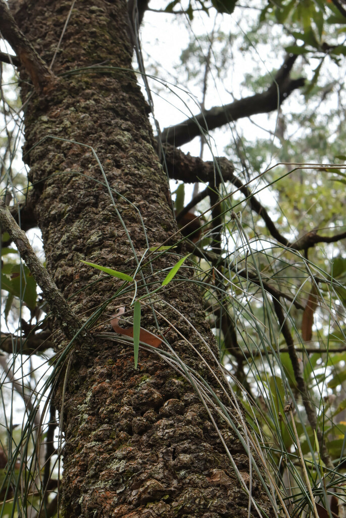 Forest Wire-grass from Cataract NSW 2560, Australia on March 16, 2024 ...